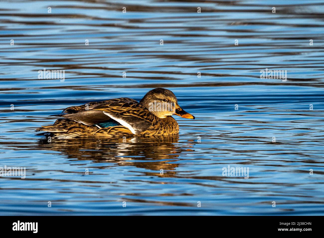 The mallard, Anas platyrhynchos is a dabbling duck. Here swimming in a ...