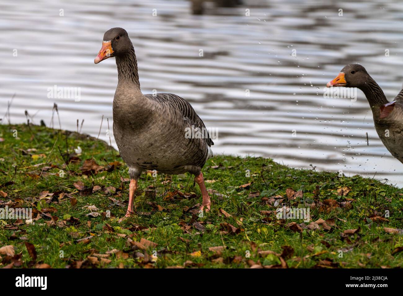 The greylag goose, Anser anser is a species of large goose in the ...