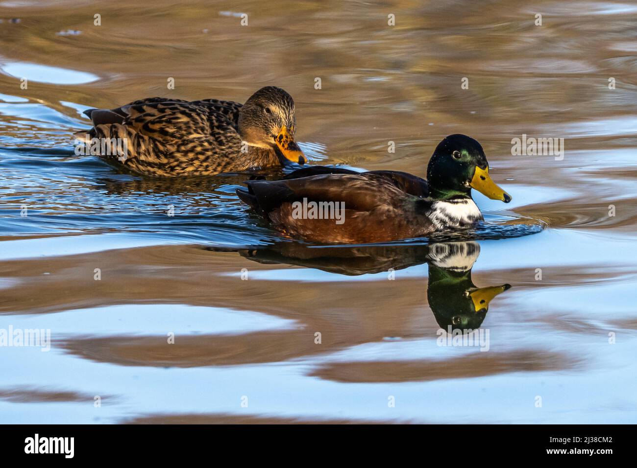 The mallard, Anas platyrhynchos is a dabbling duck. Here swimming in a ...