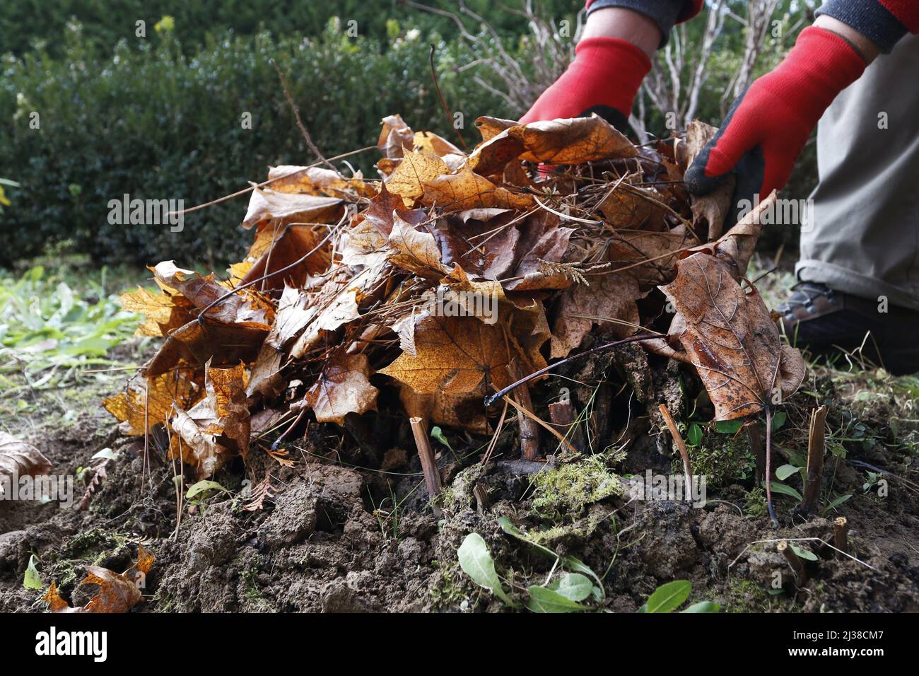 The gardener shows how to hoe a cluster of peonies to protect plants ...