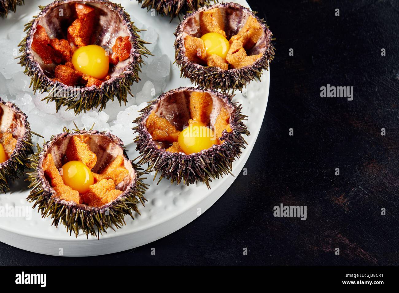 Uni fresh sea urchin fish hi-res stock photography and images - Alamy