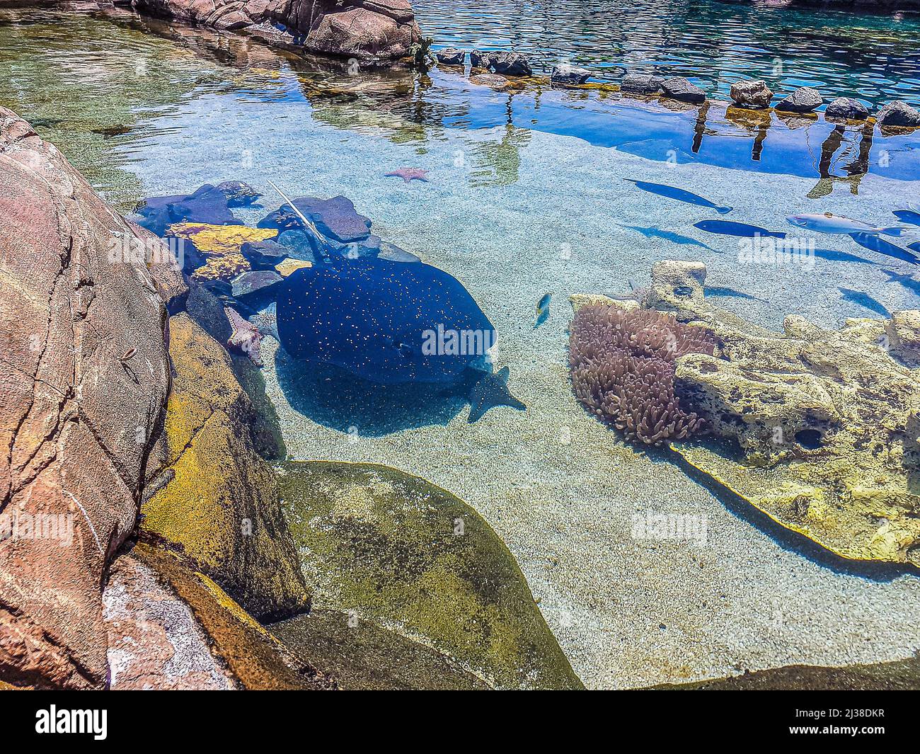 A Ray swimming in the outdoor ray reef touch and feel area at Sea World ...