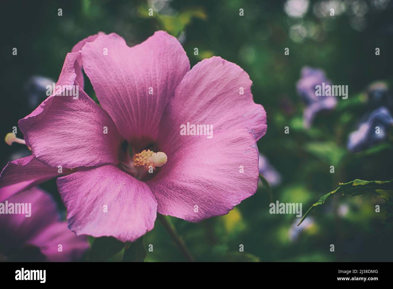 blue hibiscus.Close-up of a blue hibiscus flower Stock Photo - Alamy
