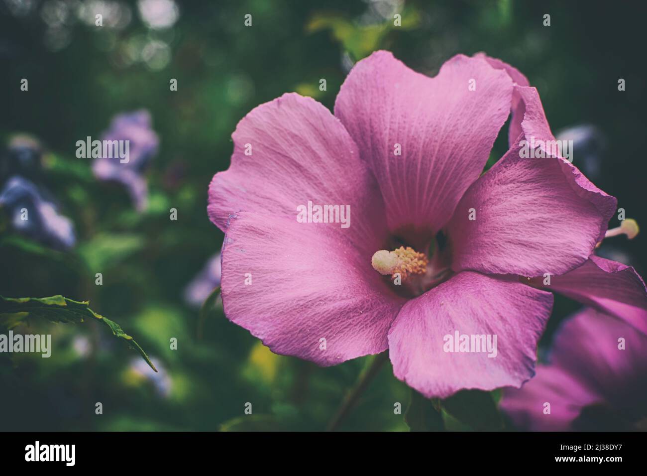 blue hibiscus.Close-up of a blue hibiscus flower Stock Photo - Alamy