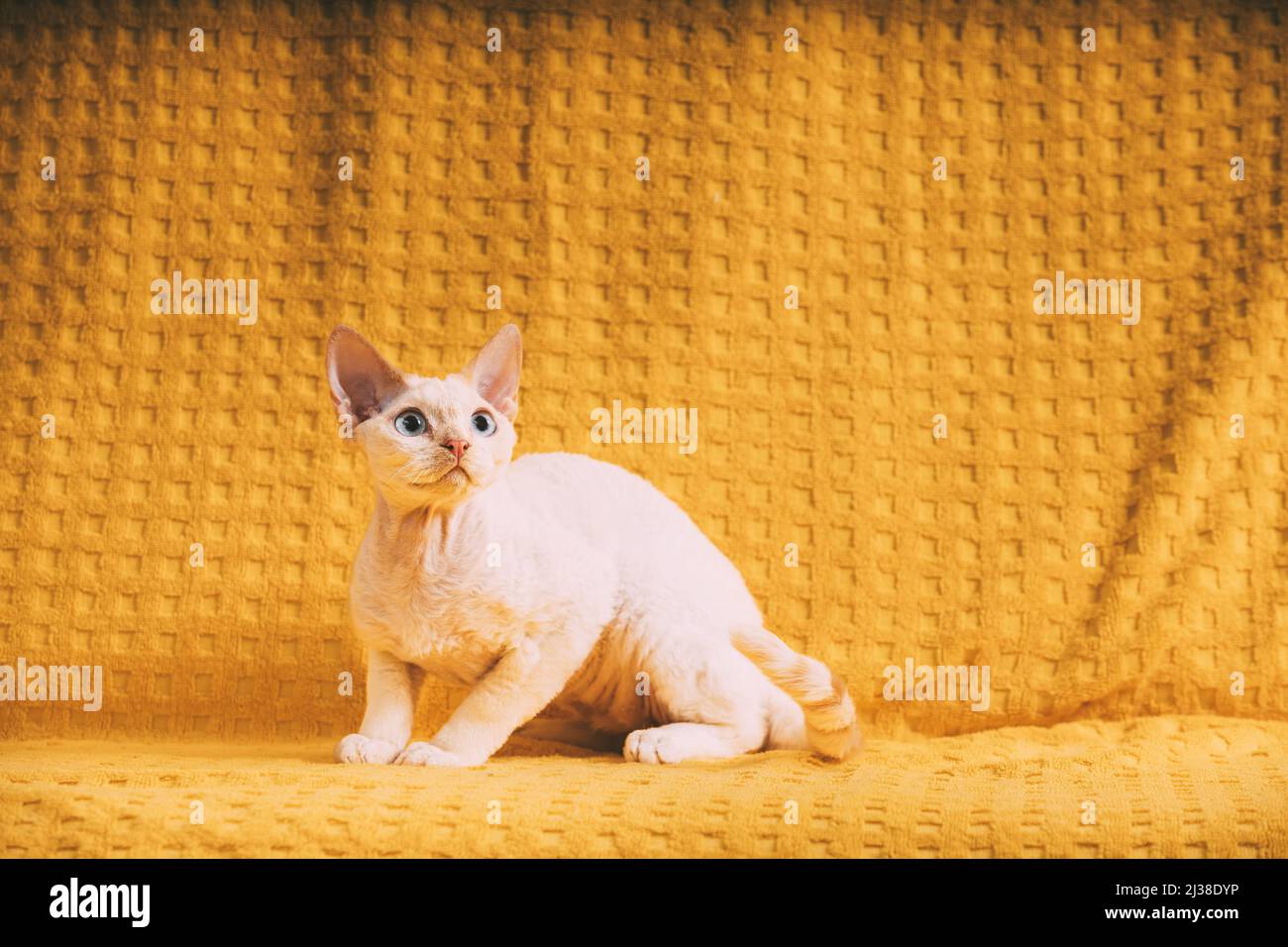 White Devon Rex Kitten Kitty. Short-haired Blue-eyed Cat Of English ...