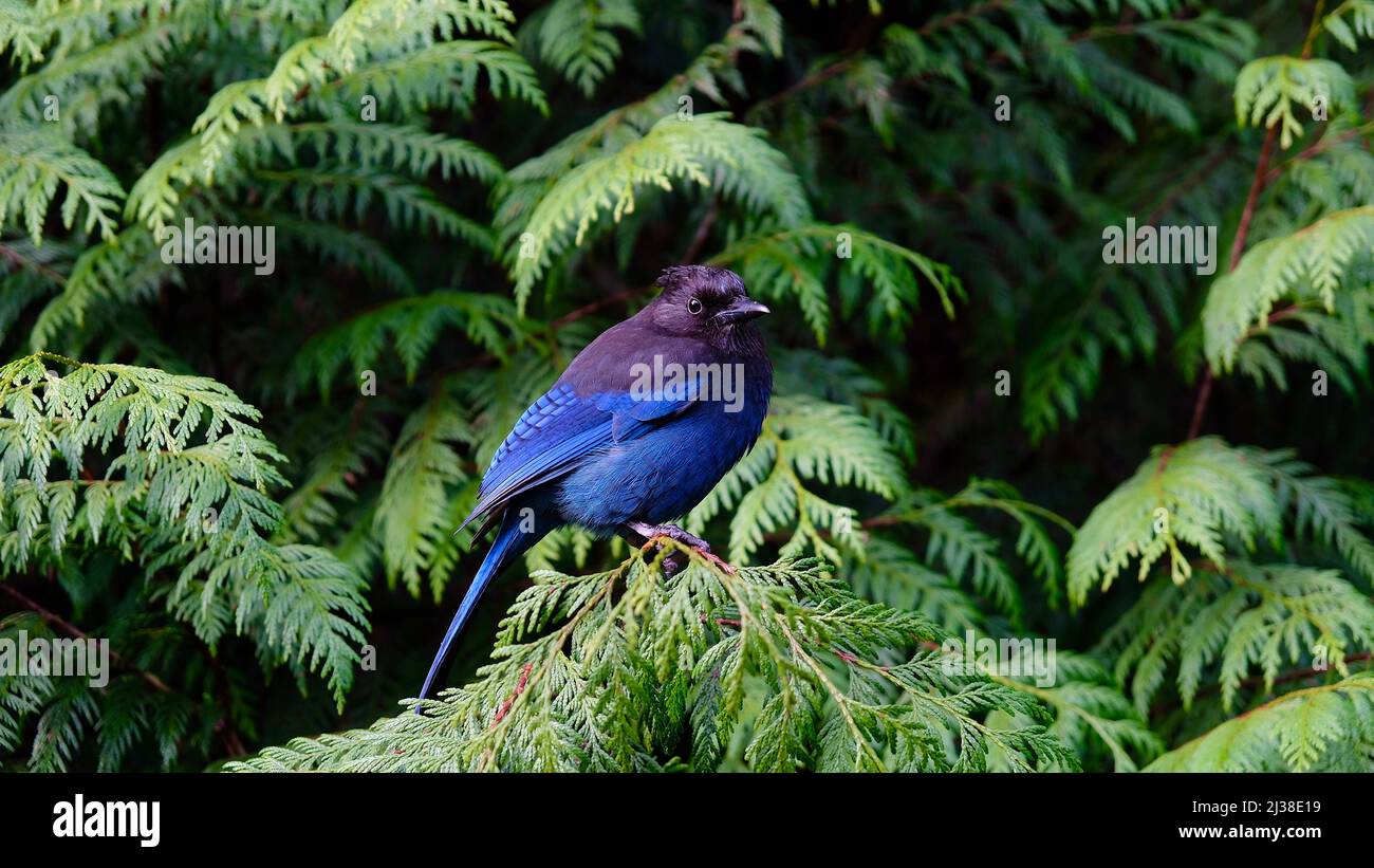 Vibrant blue stellar jay standing on a western cedar branch Stock Photo ...