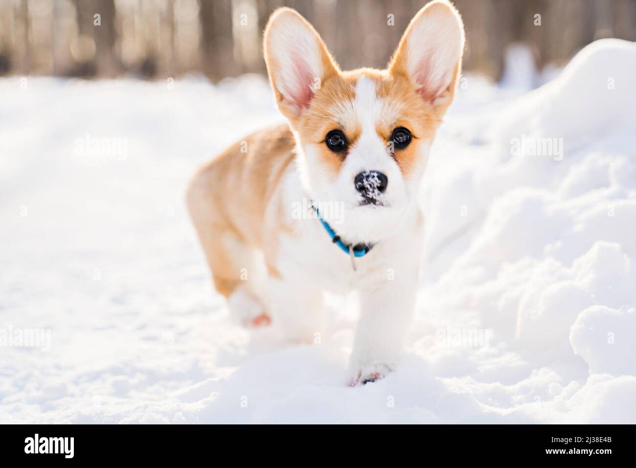 Golden corgi hi-res stock photography and images - Alamy