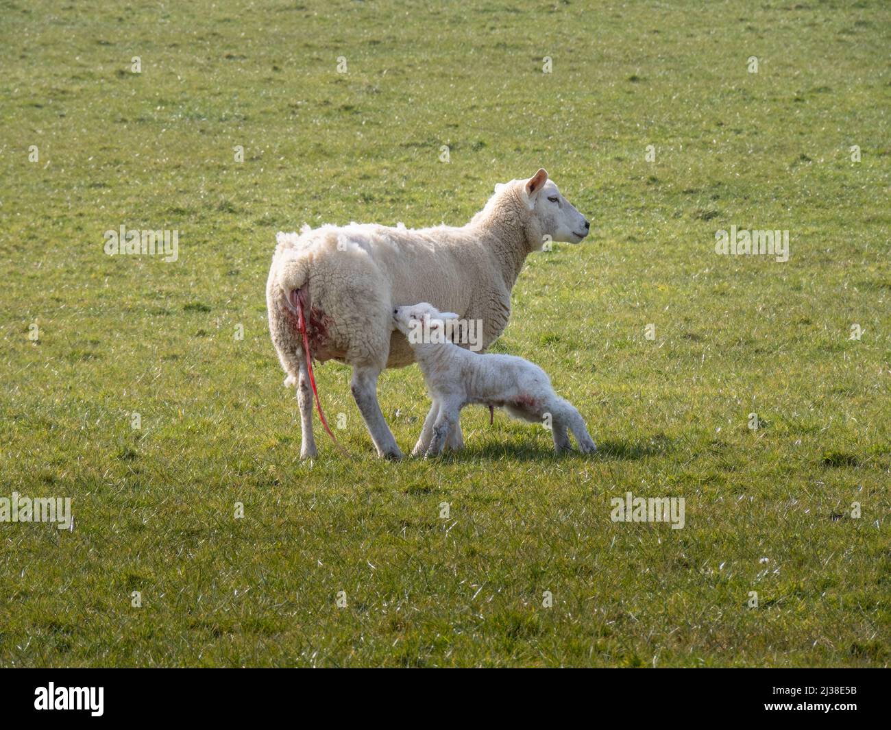 An Easycare breed ewe and her newborn lamb searching for its first meal ...