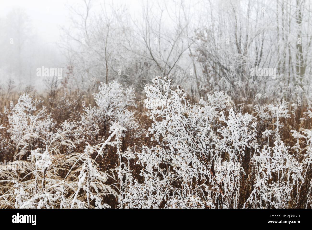 Frosted trees in the morning in the countryside. Beautiful winter day ...