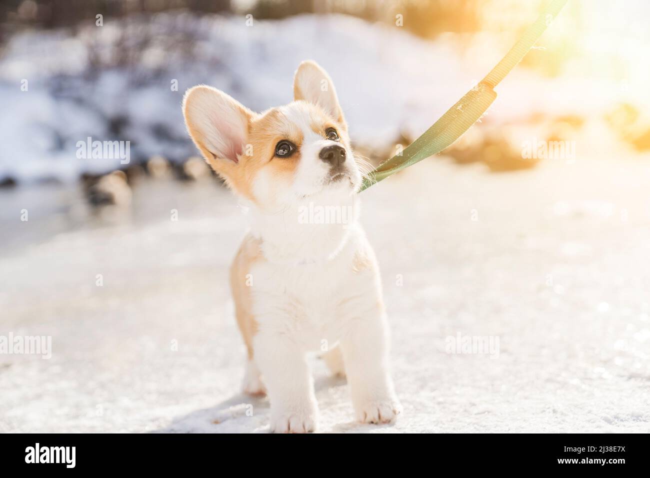 corgi dog on snow in winter landscape Stock Photo - Alamy