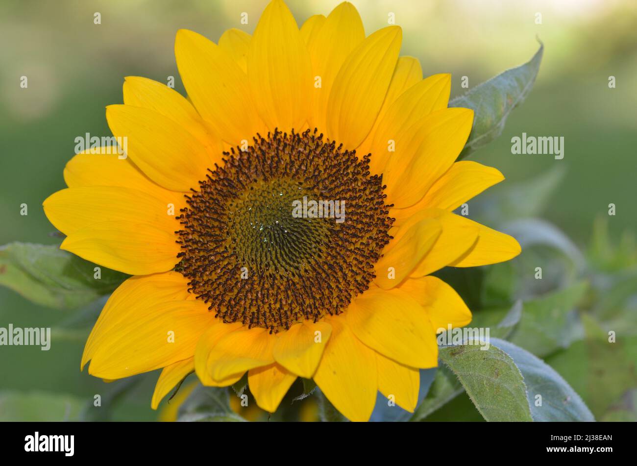 Sunflower close up Stock Photo - Alamy