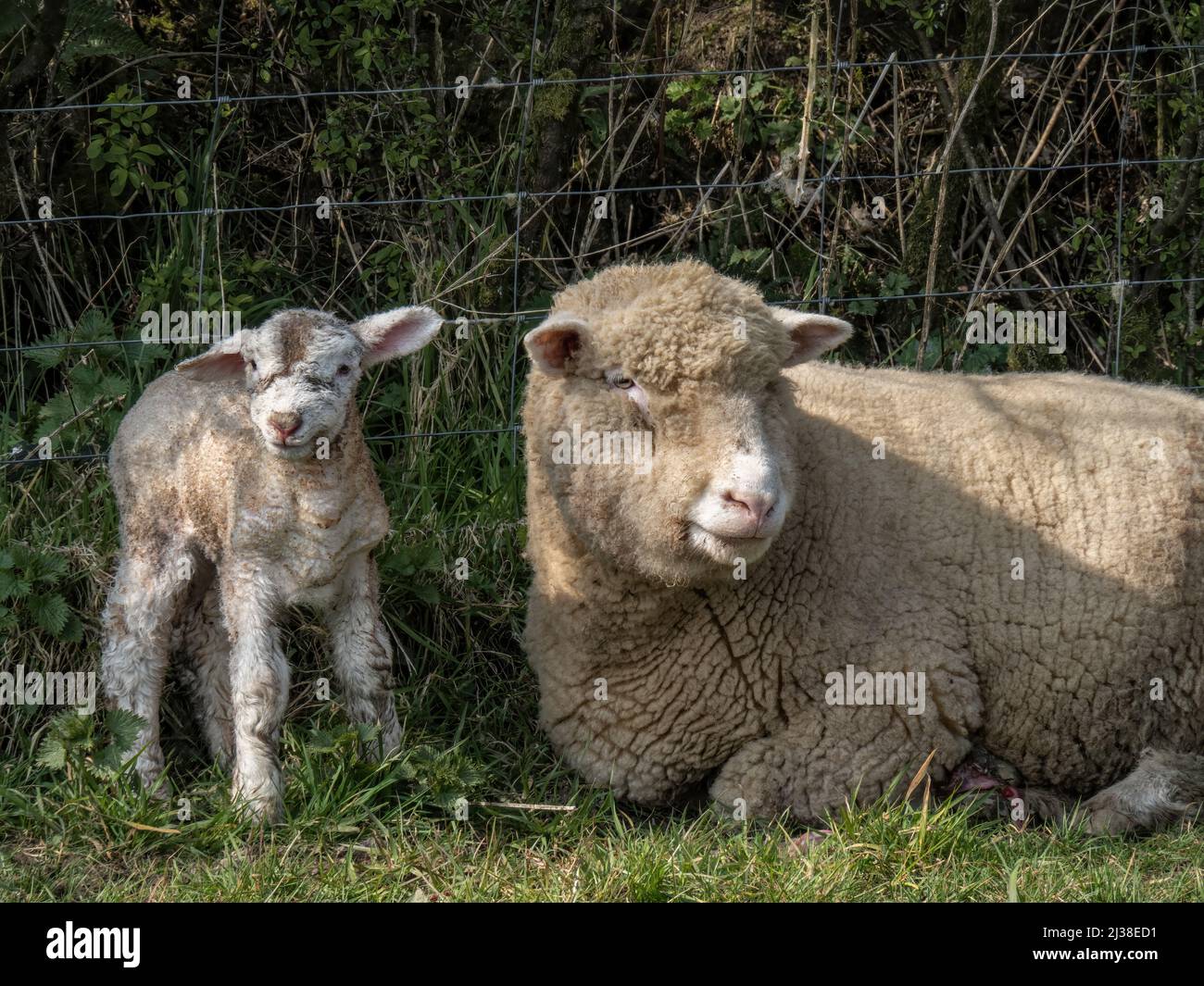 Spring idyll, a Dorset breed ewe and her newborn lamb shelter by a ...