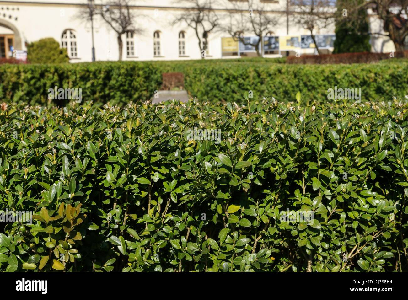 Buxus shrubs in public park. Garden hobby Stock Photo - Alamy
