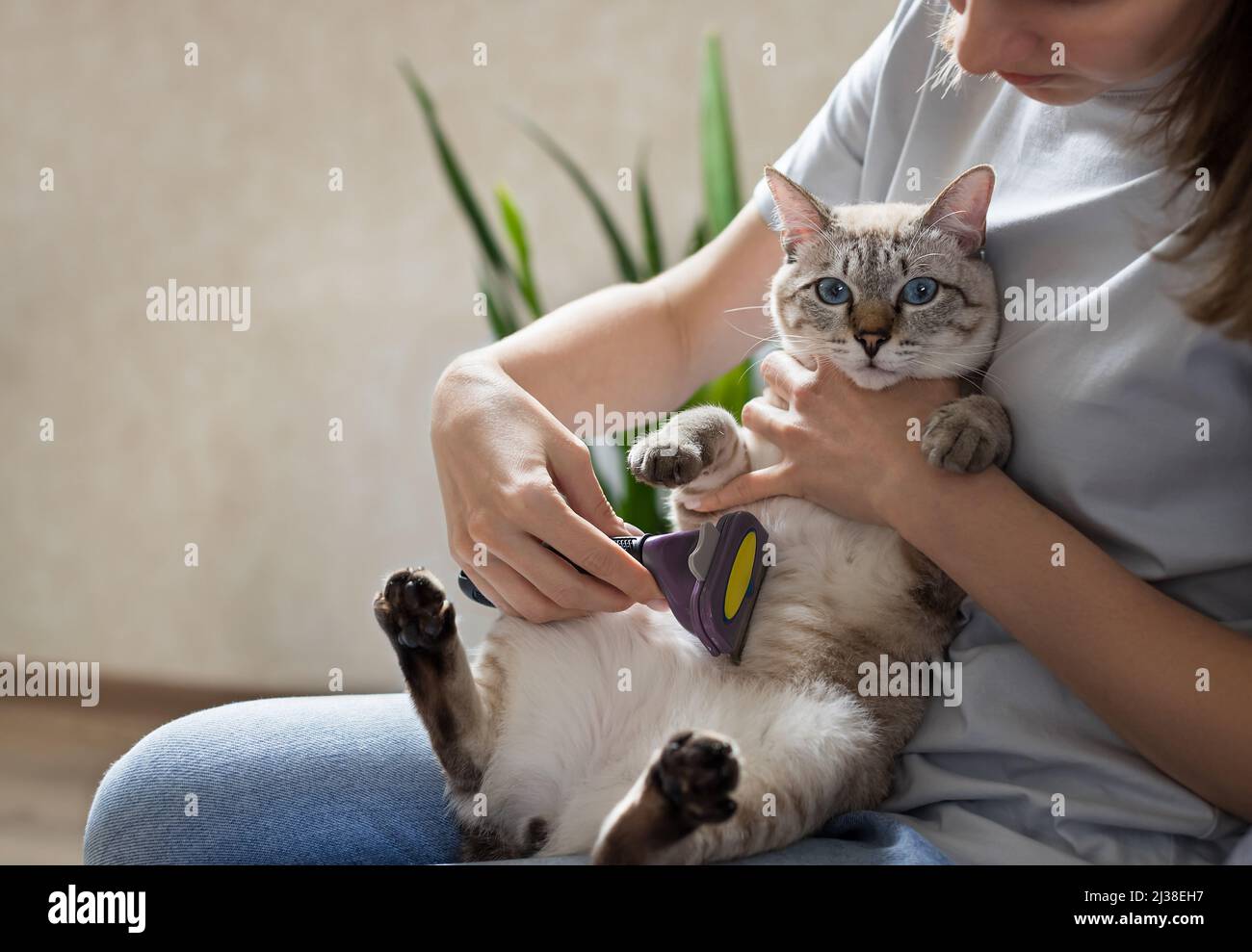 woman combing cute tabby cat with brush at home Stock Photo - Alamy
