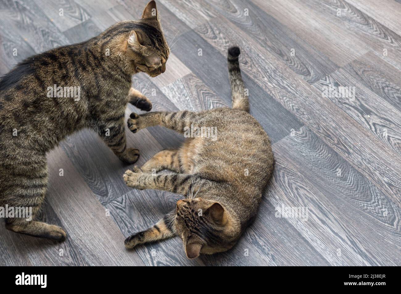 Two cats play together on the floor Stock Photo - Alamy