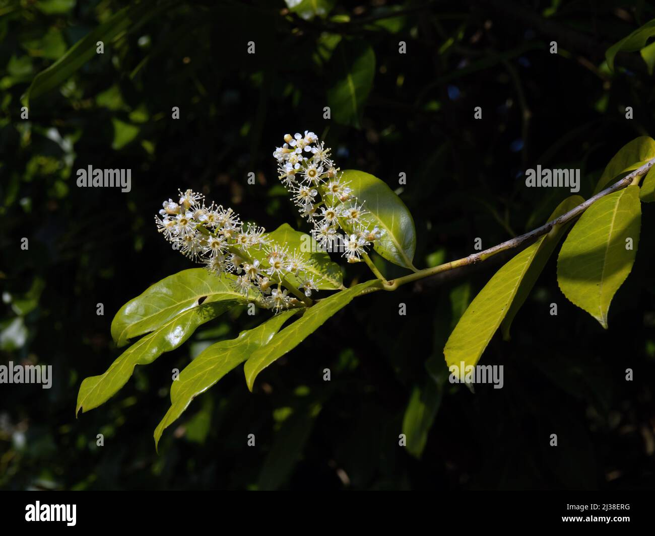 Prunus laurocerasus common laurel cherry laurel hi-res stock ...