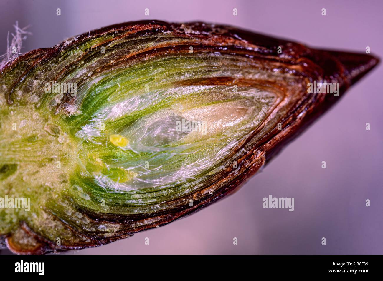 Plant root cross section microscope hi-res stock photography and images ...