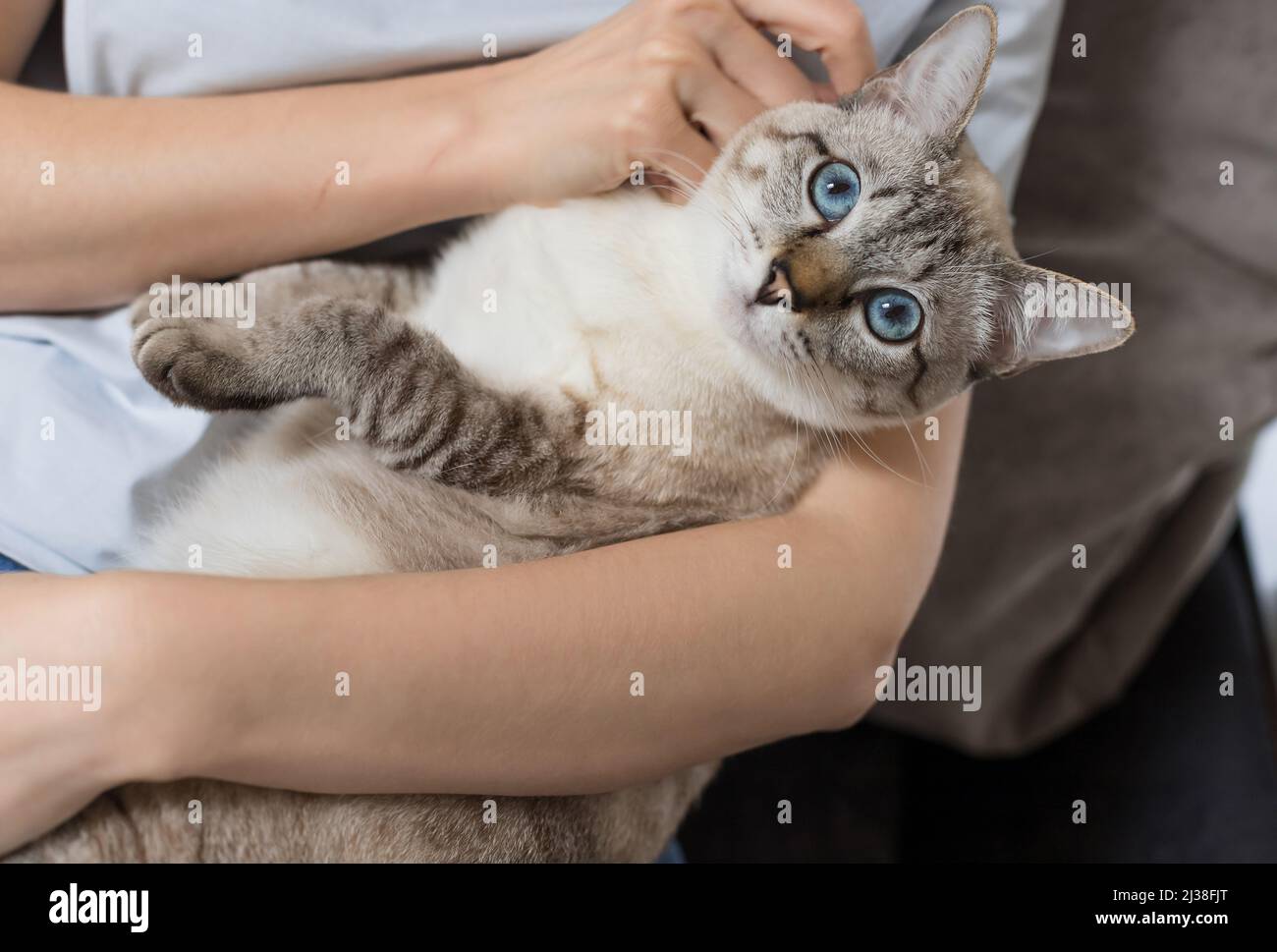 Adorable tabby cat hi-res stock photography and images - Alamy