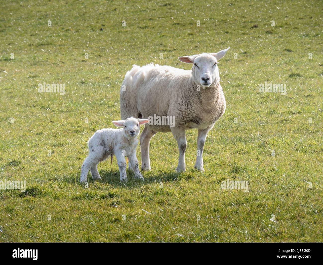 An Easycare breed ewe and her newborn lamb Stock Photo - Alamy
