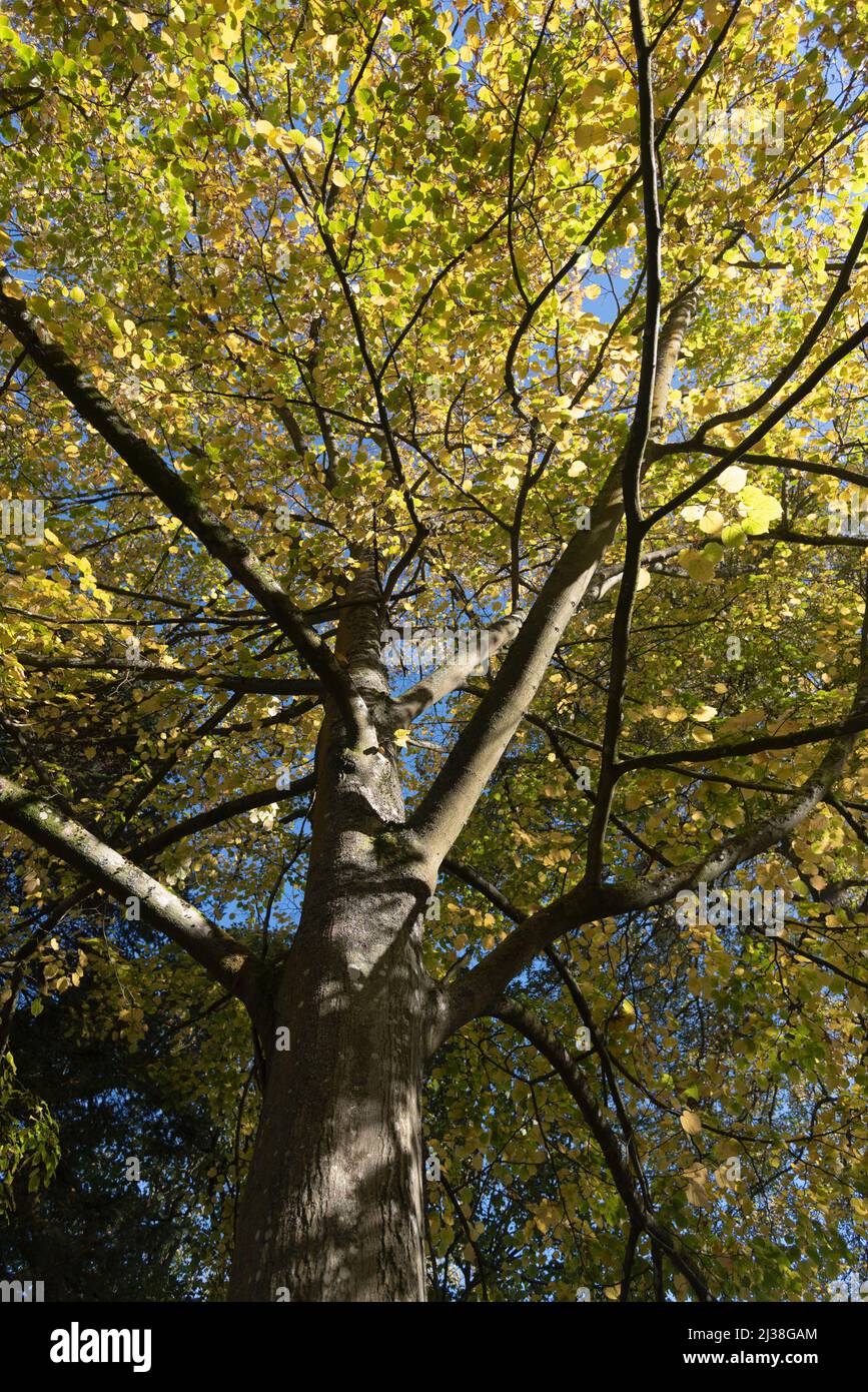 Populus canadensis hi-res stock photography and images - Alamy