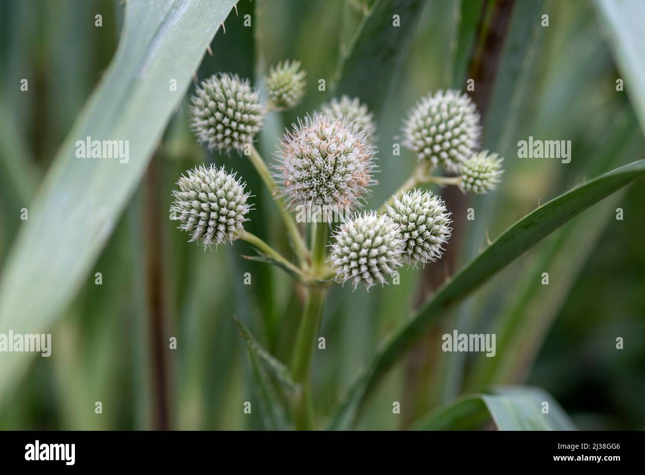 Eryngium yuccifolium - Button Snakeroot Stock Photo - Alamy