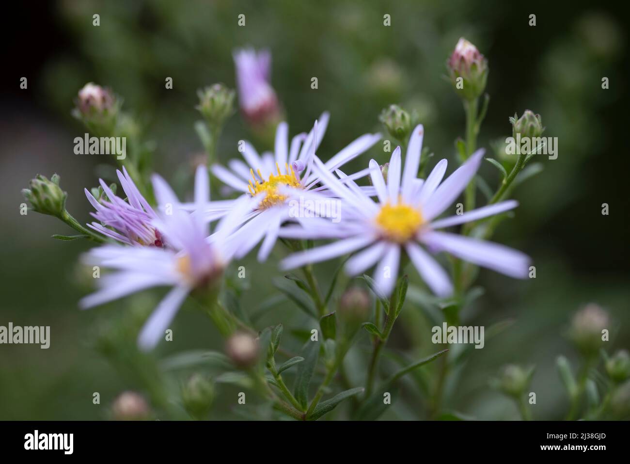 Aster like flowers hi-res stock photography and images - Alamy