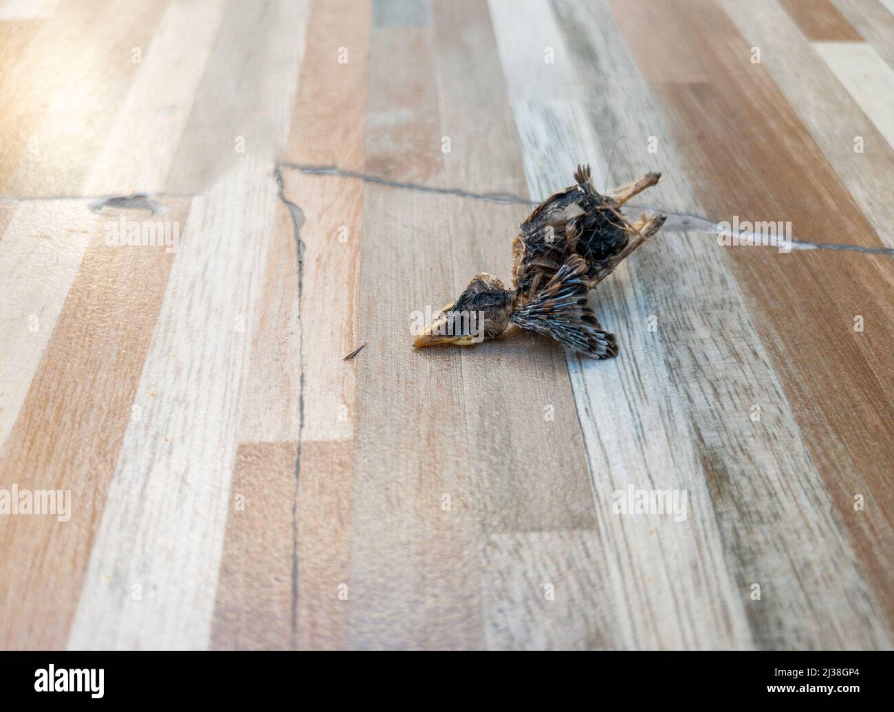 Dead sparrow disease hi-res stock photography and images - Alamy