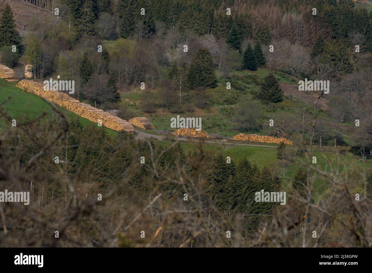 Rotten forrest in the german area called Rothaargebirge Stock Photo - Alamy