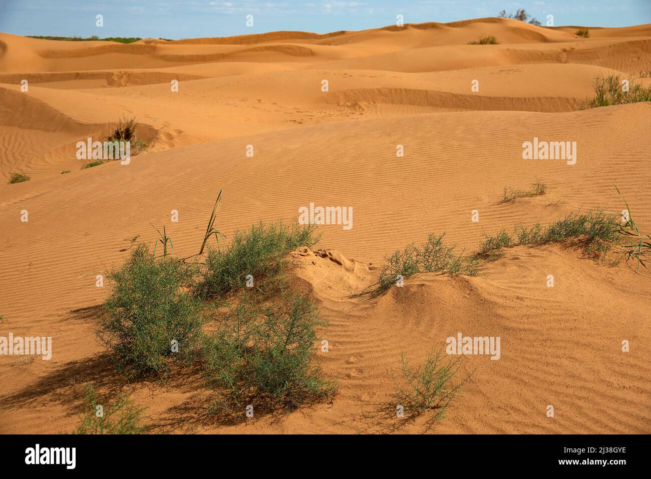 Astrakhan desert. The largest desert in Russia Stock Photo - Alamy