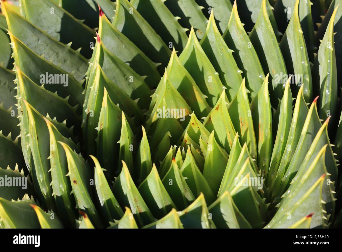 Spiral leaf pattern hi-res stock photography and images - Alamy