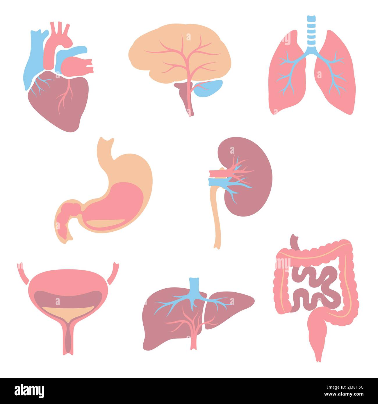 Set of internal organs. Human body anatomy. Health care and medical ...