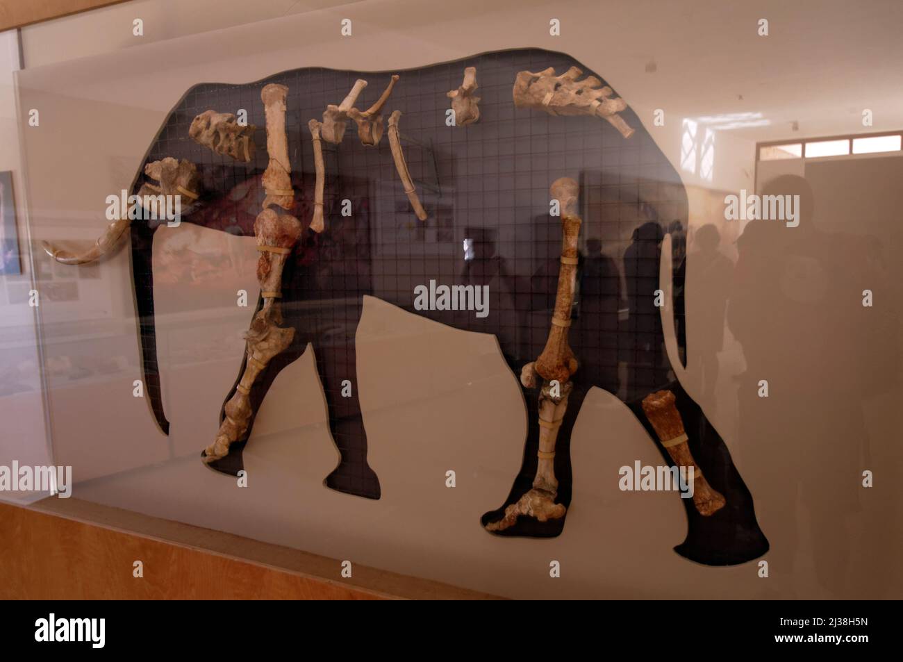 Bones of Dwarf Elephant (Elephas tiliensis) Paleontological Museum ...