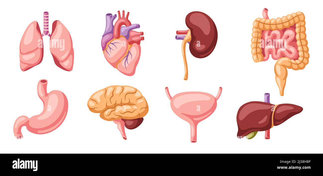 Set of internal organs. Human body anatomy. Health care and medical ...