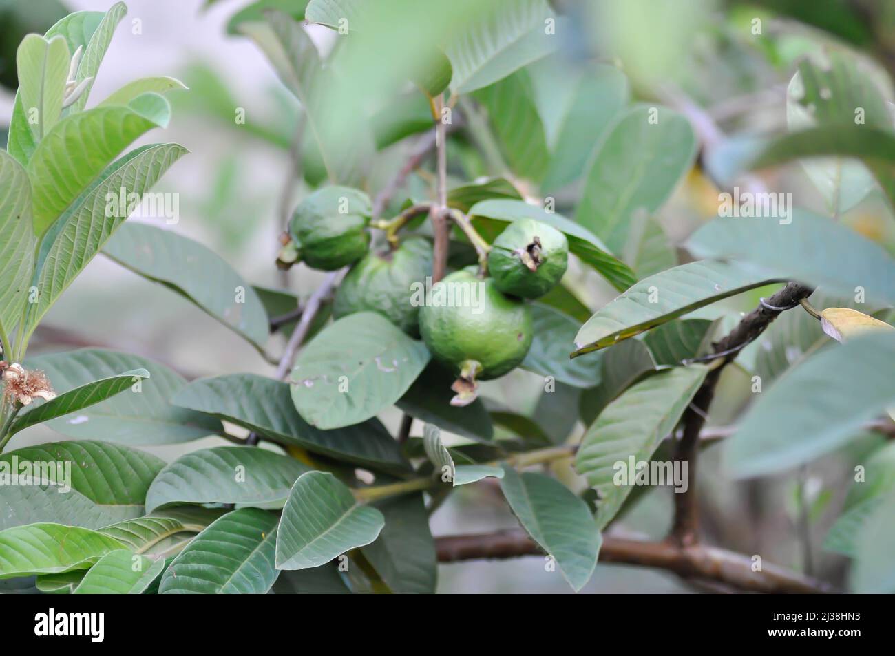 guava tree, MYRTACEAE or Psidium guajava Linn plant Stock Photo - Alamy