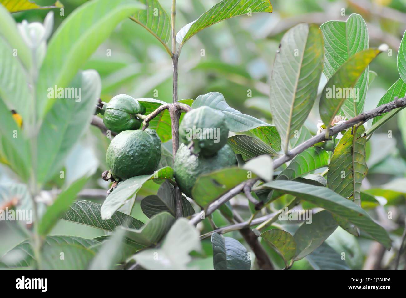 guava tree, MYRTACEAE or Psidium guajava Linn plant Stock Photo - Alamy