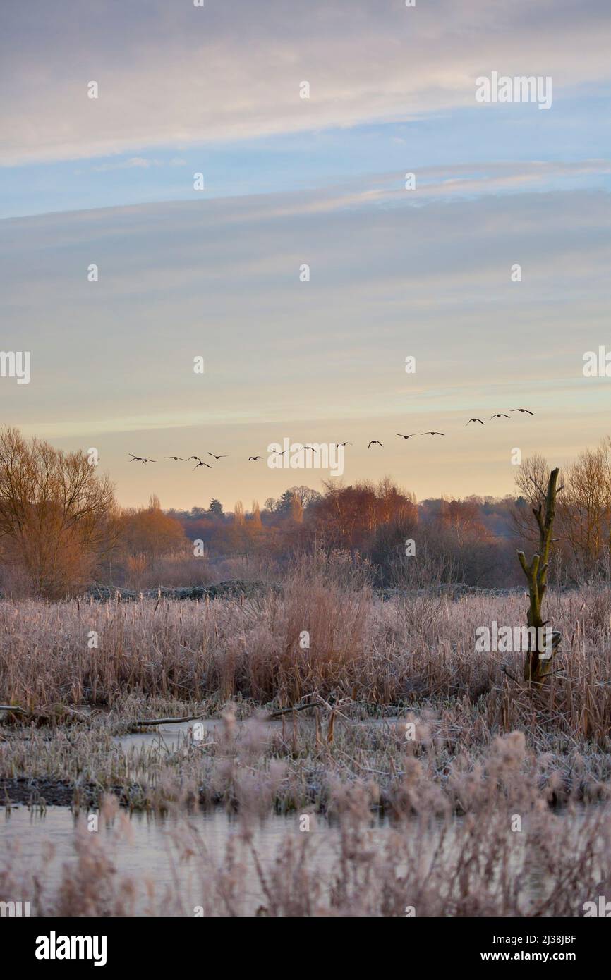 Flying frost hi-res stock photography and images - Alamy