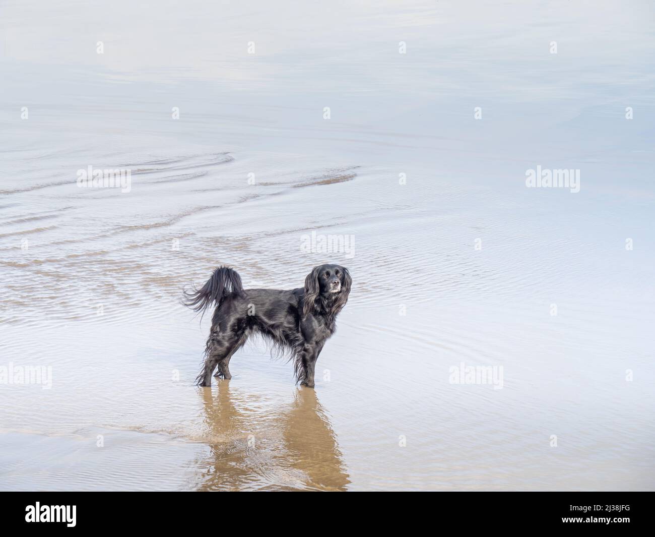 Black pet dog stood in sea on beach Stock Photo - Alamy