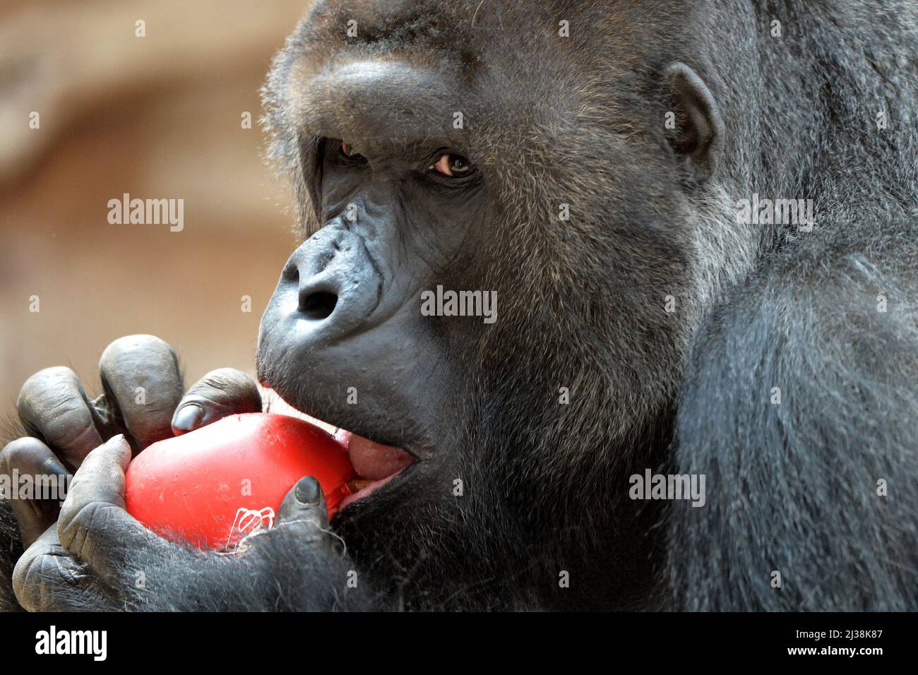 Male gorilla richard hi-res stock photography and images - Alamy