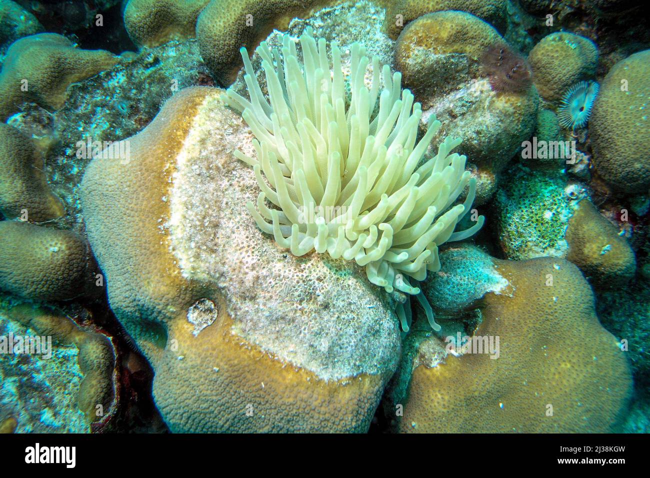 Common white sea anemone on coral showing damage from anemone poison ...