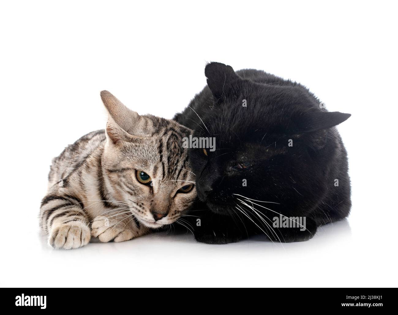 two cats in front of white background Stock Photo - Alamy
