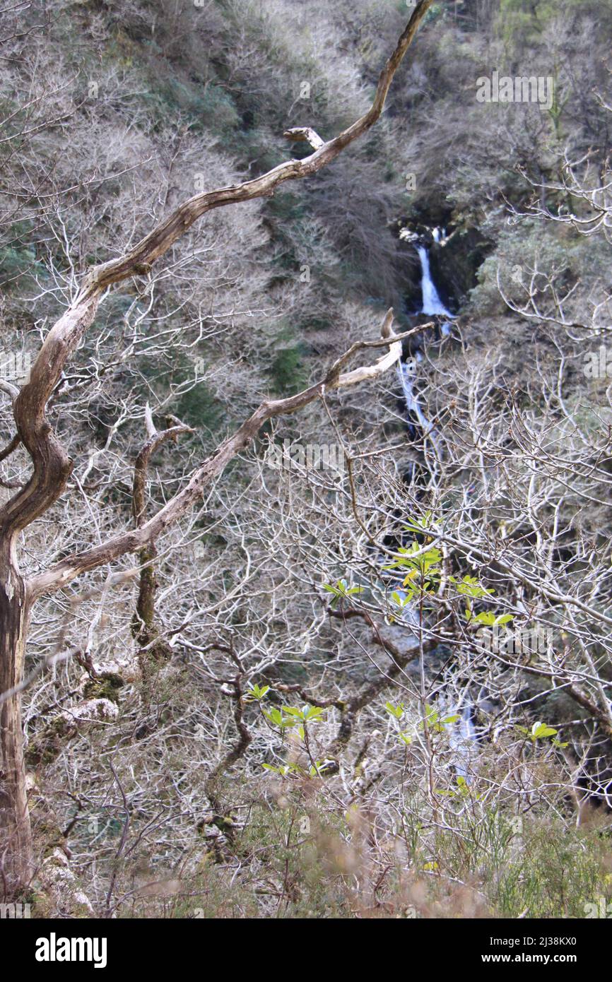 Devil's Bridge Falls, Aberystwyth - a spectacular waterfall attraction ...