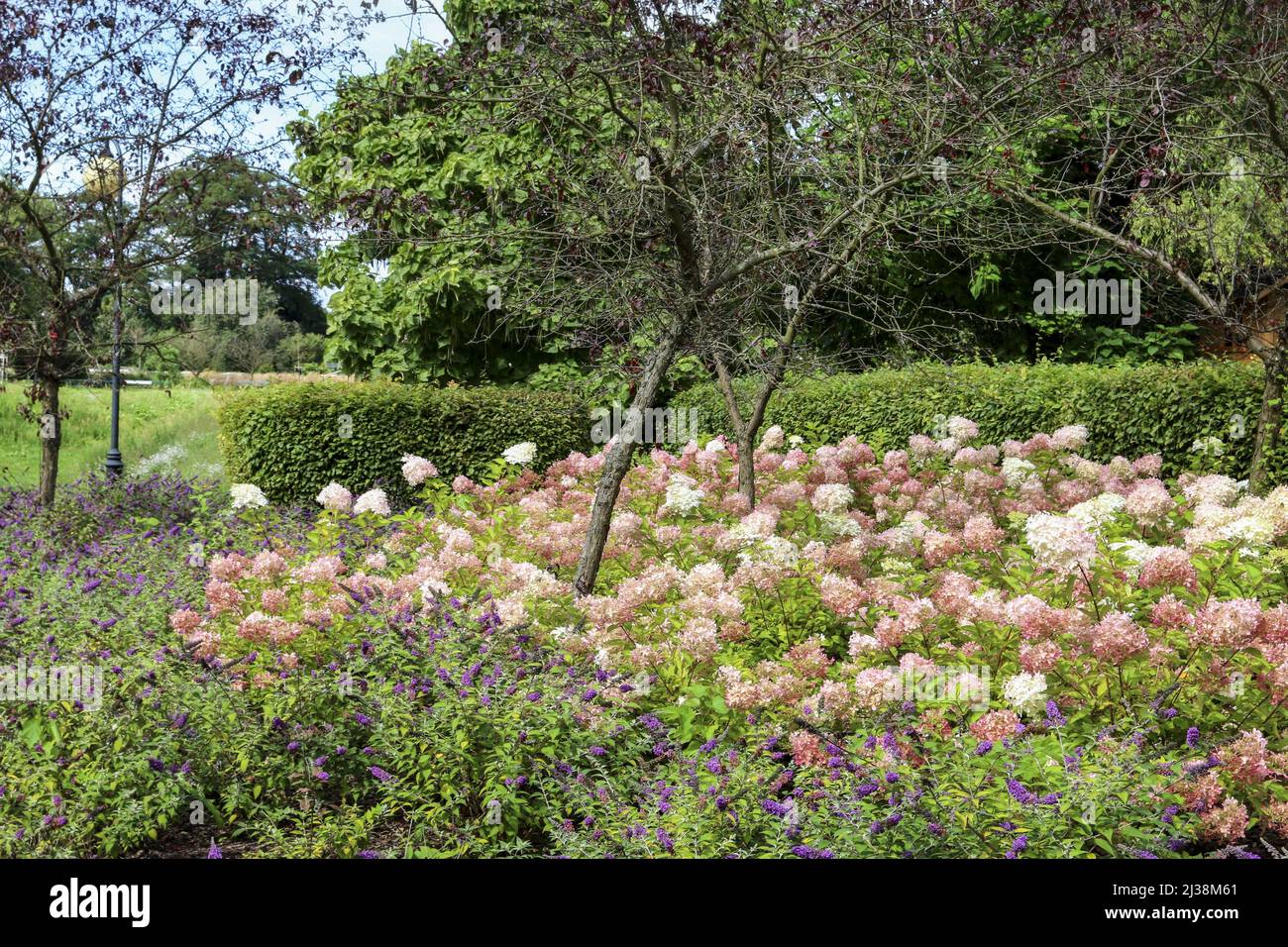 Beautiful white and pink hydrangeas in a large garden. Summer time ...