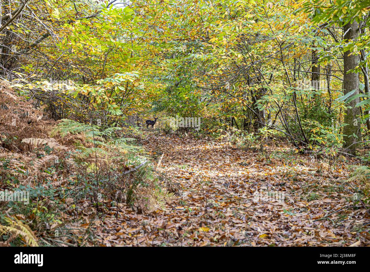 Sweet chestnut trees hi-res stock photography and images - Alamy