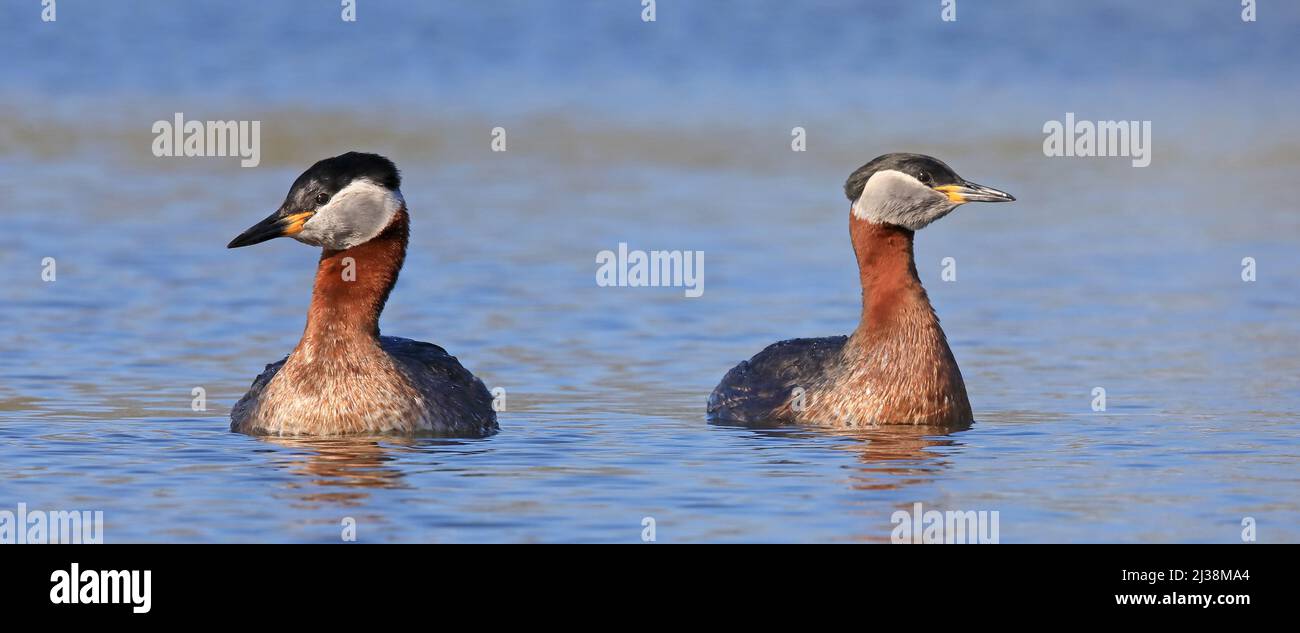 Pair of Red-necked grebe, mating ceremonies Stock Photo - Alamy