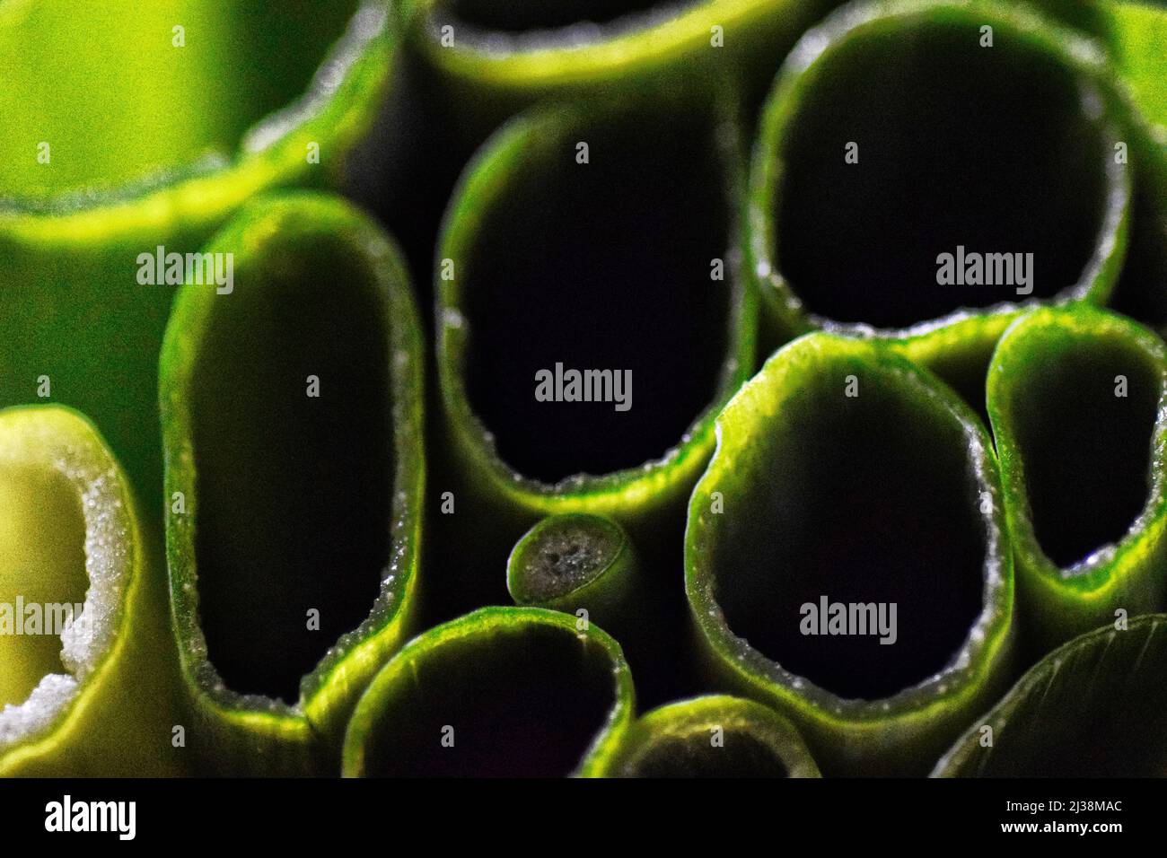 cut spring onions Stock Photo - Alamy