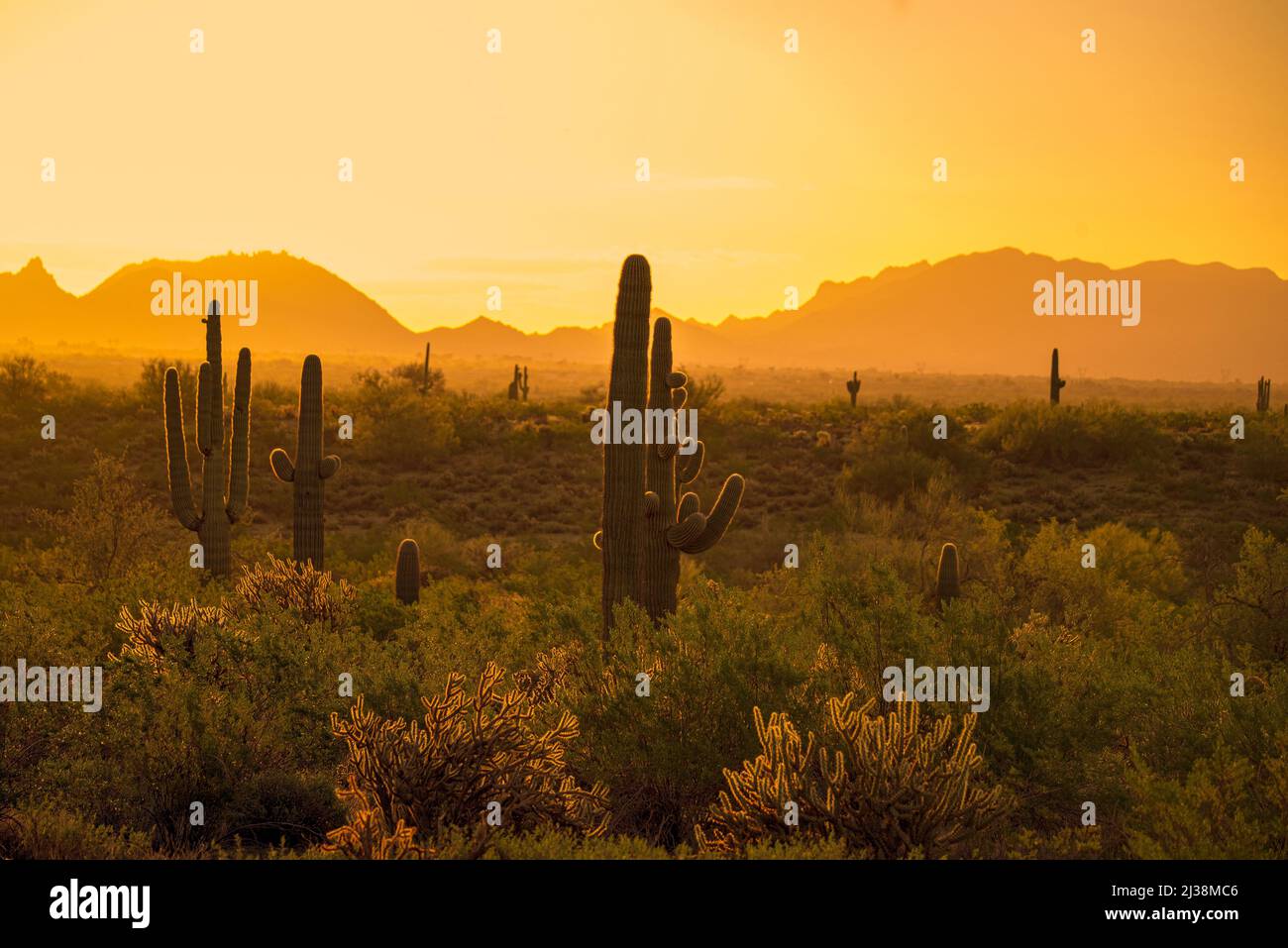 Cactus sagauro hi-res stock photography and images - Alamy