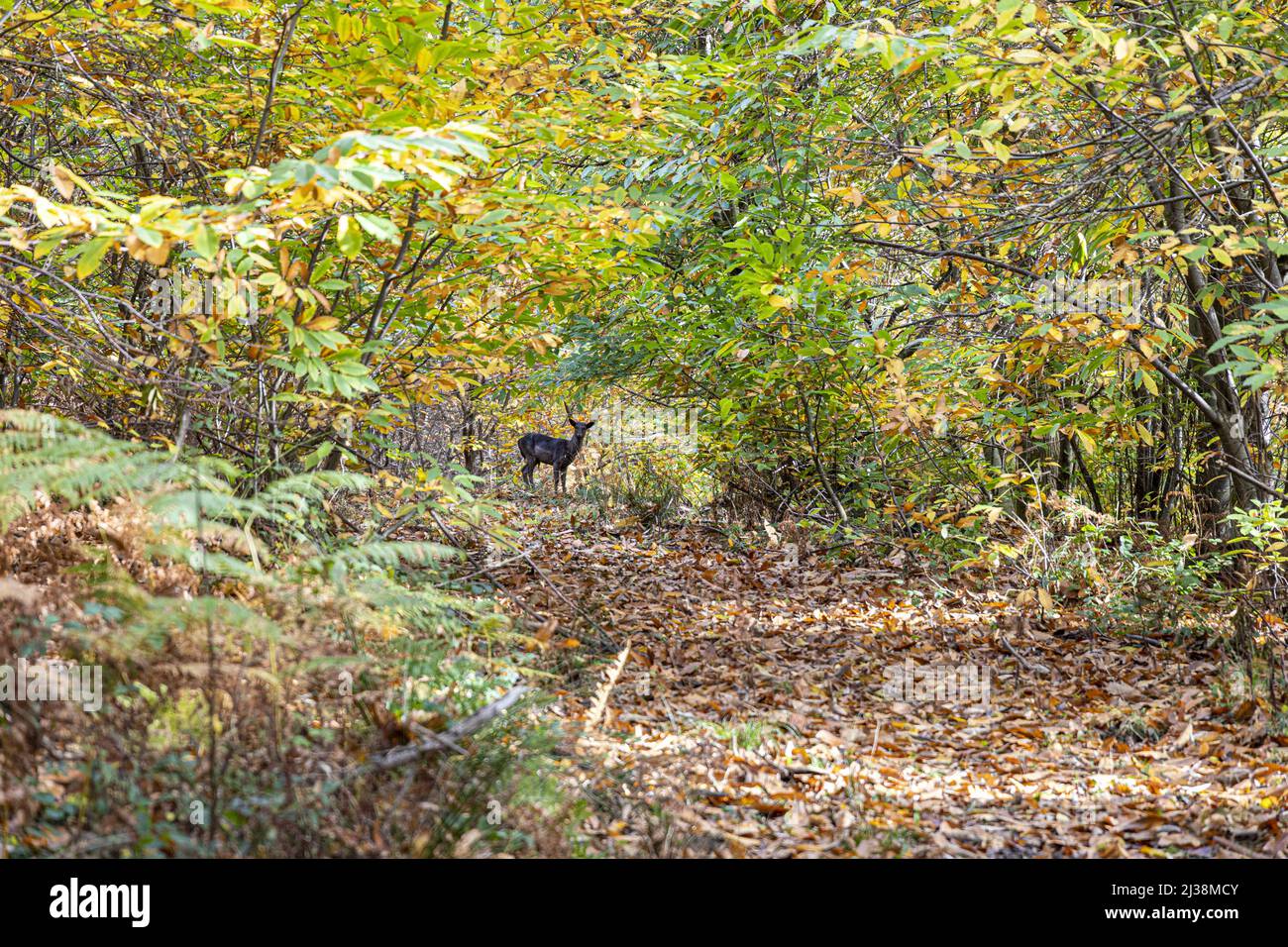 Sweet chestnut trees hi-res stock photography and images - Alamy