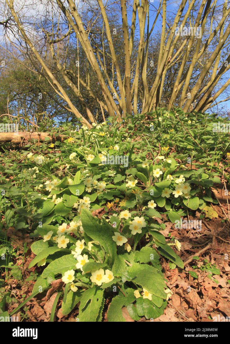 Spring primroses in Suffolk nature reserve Stock Photo - Alamy