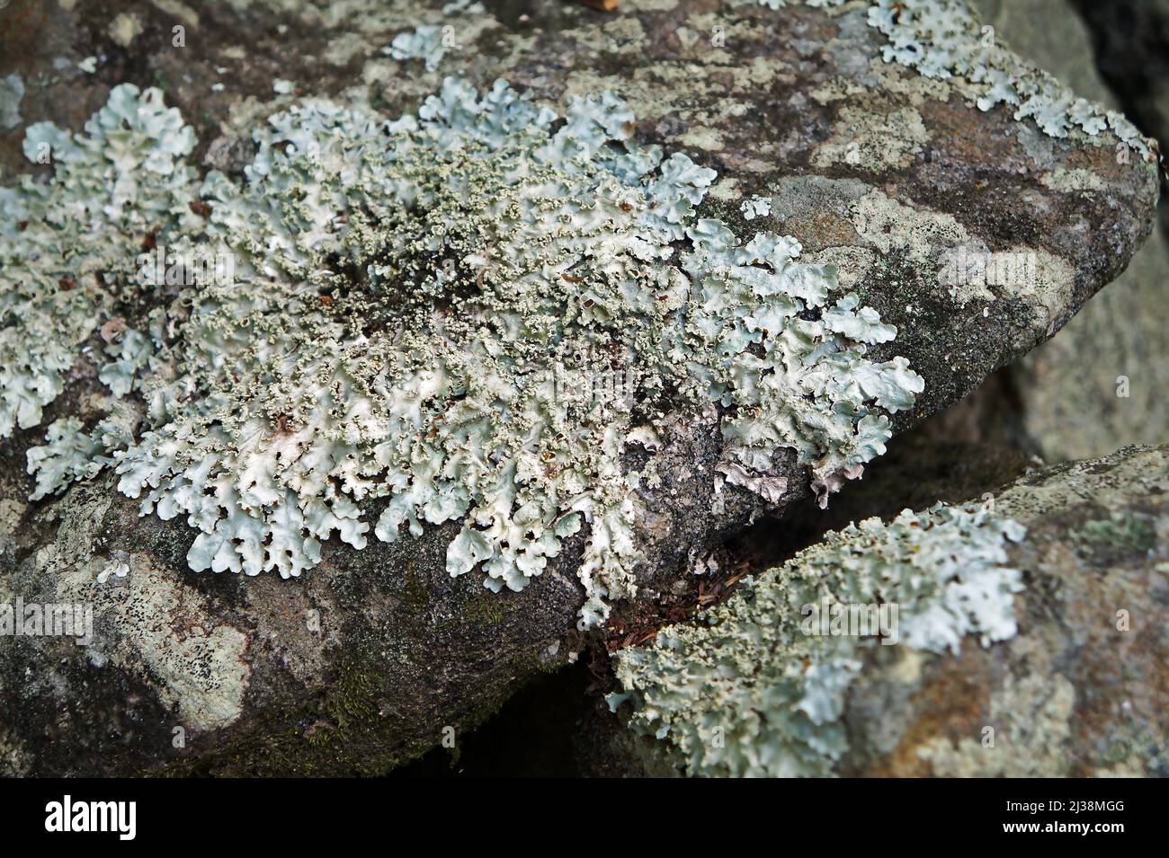 Colony of lichen hi-res stock photography and images - Alamy