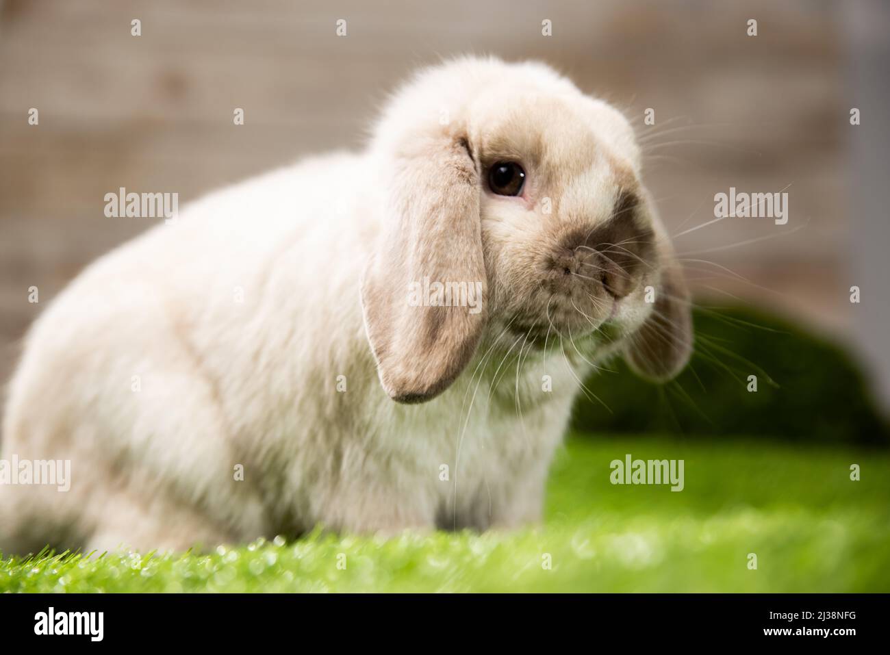 Easter bunny on green grass. Cute colorful bunny, green background ...